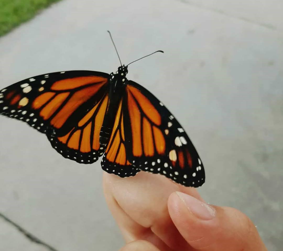 Disillusionment or Hope? - Lucinda J Kinsinger